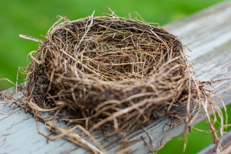 5 Tips for Dealing with an Empty Nest - Stenzel Clinical
